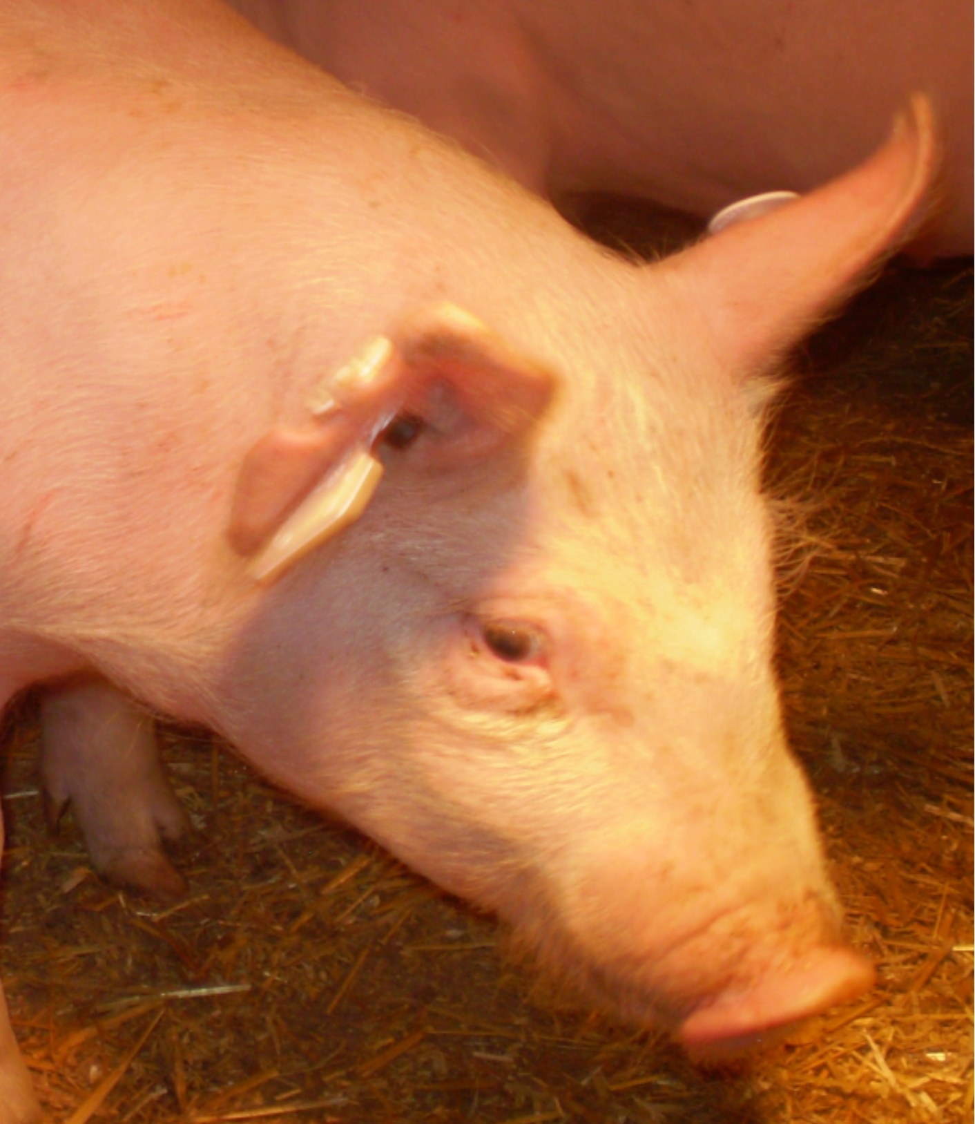 Pork Quality Assurance Plus Offered – Fond du Lac County Extension ...