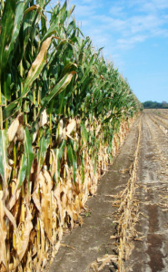 2019 Corn Silage Dry Down Days – Fond du Lac County Extension Agriculture