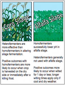 Silage inoculants: What the research tells us about when and how to use ...