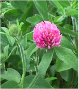 Red Clover Harvest Management – Team Forage