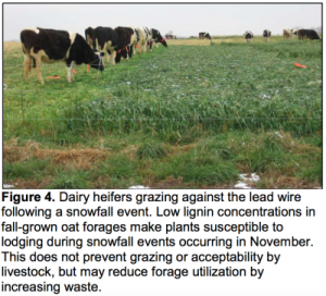 Grazing Management for Fall-Grown Oat Forages – Team Forage