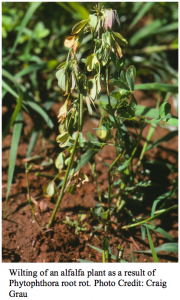 Disease Profile: Damping Off and Root Rot Caused by Phytophthora and ...