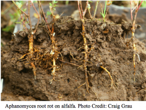 Disease Profile: Aphanomyces Root Rot of Alfalfa – Team Forage