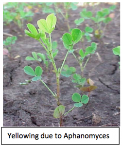 Aphanomyces Root Rot in Alfalfa – Team Forage
