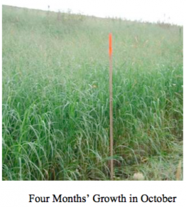 Establishing and Managing Switchgrass – Team Forage