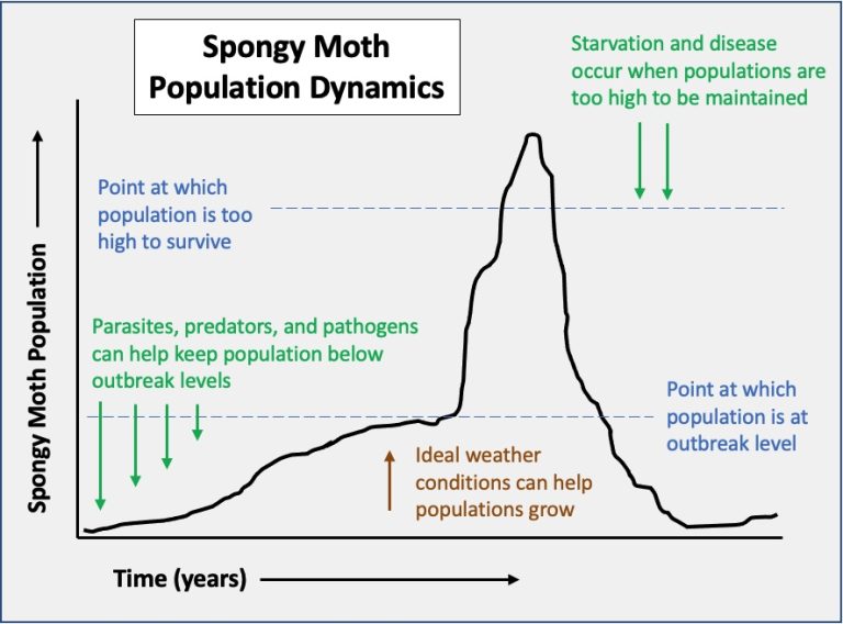 Population Cycle – Spongy Moth in Wisconsin