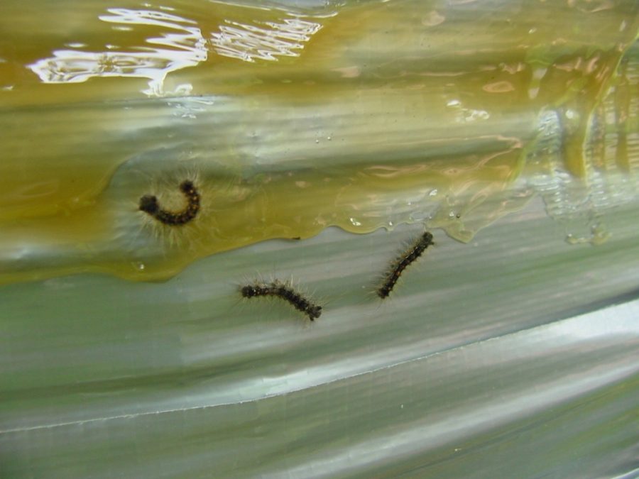 Management guide for homeowners – Spongy Moth in Wisconsin
